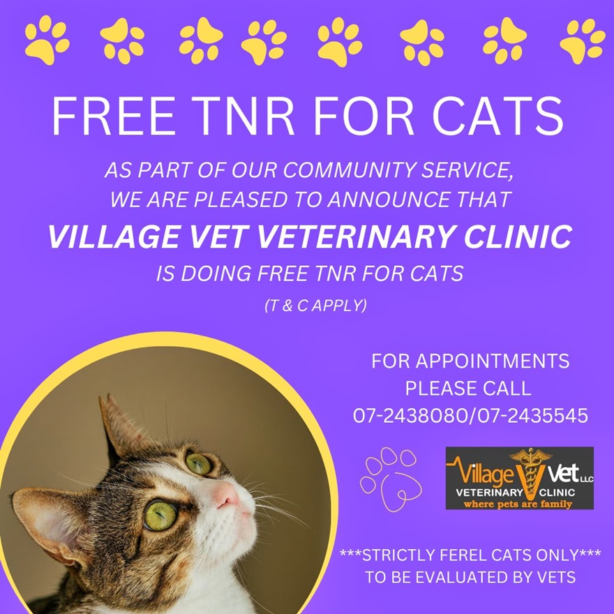 Free TNR for Cats | Expat Aktuell